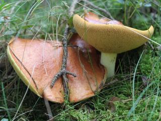 Jak rozpoznat nejběžnější klouzky | atlas hub – best tipy