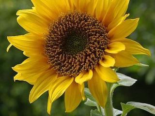 Jak pěstovat slunečnici – best tipy